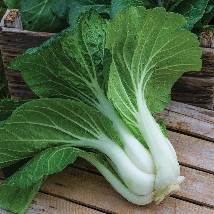 Pak Choi White Stem Cabbage Plant Start – The Garage Gardener
